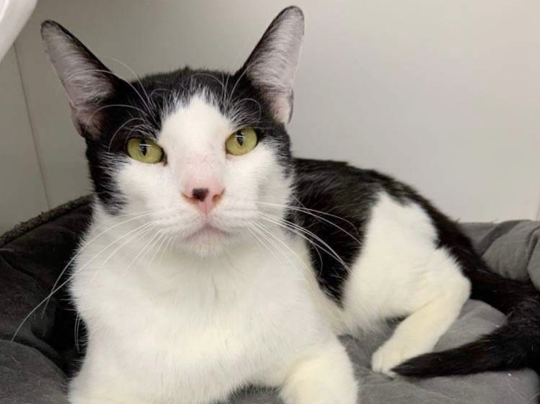 Adoptable Cats in Wichita, KS | Beauties and Beasts