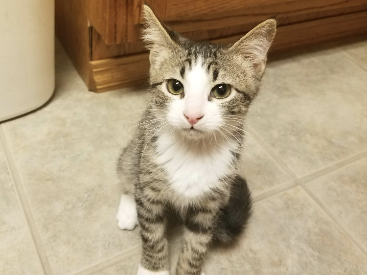 Adoptable Cats in Wichita, KS | Beauties and Beasts