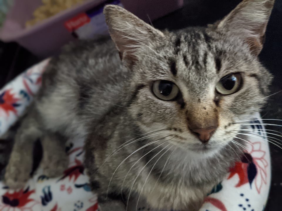 Adoptable Cats in Wichita, KS | Beauties and Beasts
