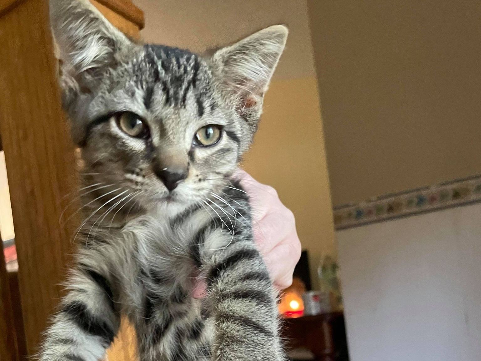 Adoptable Kittens in Wichita, KS | Beauties and Beasts