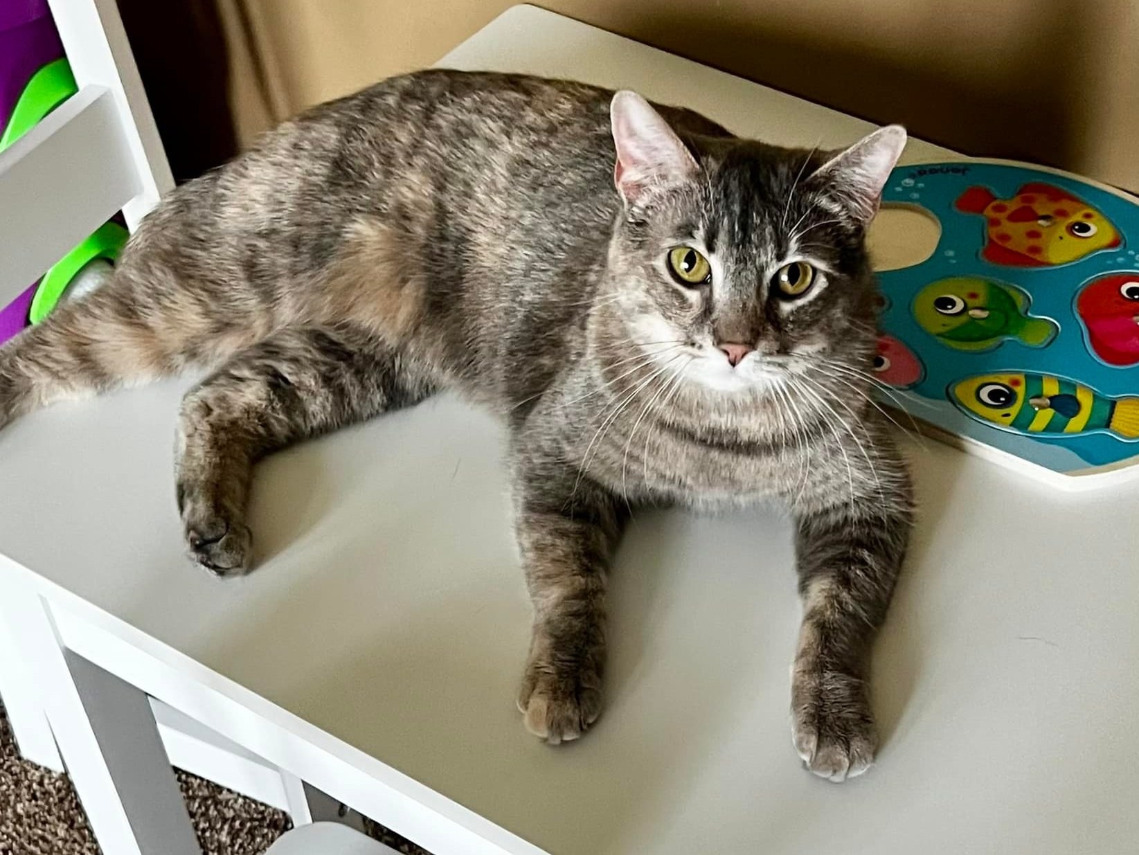 Adoptable Cats in Wichita, KS | Beauties and Beasts