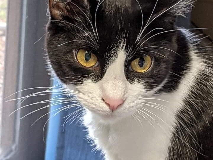 Adoptable Cats in Wichita, KS | Beauties and Beasts