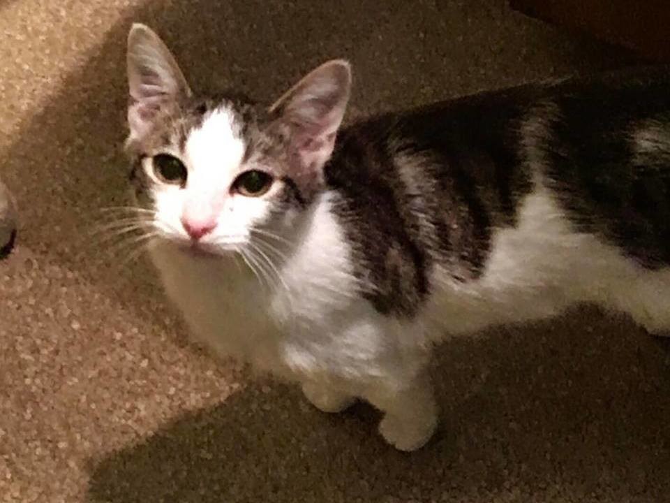 Adoptable Cats in Wichita, KS | Beauties and Beasts