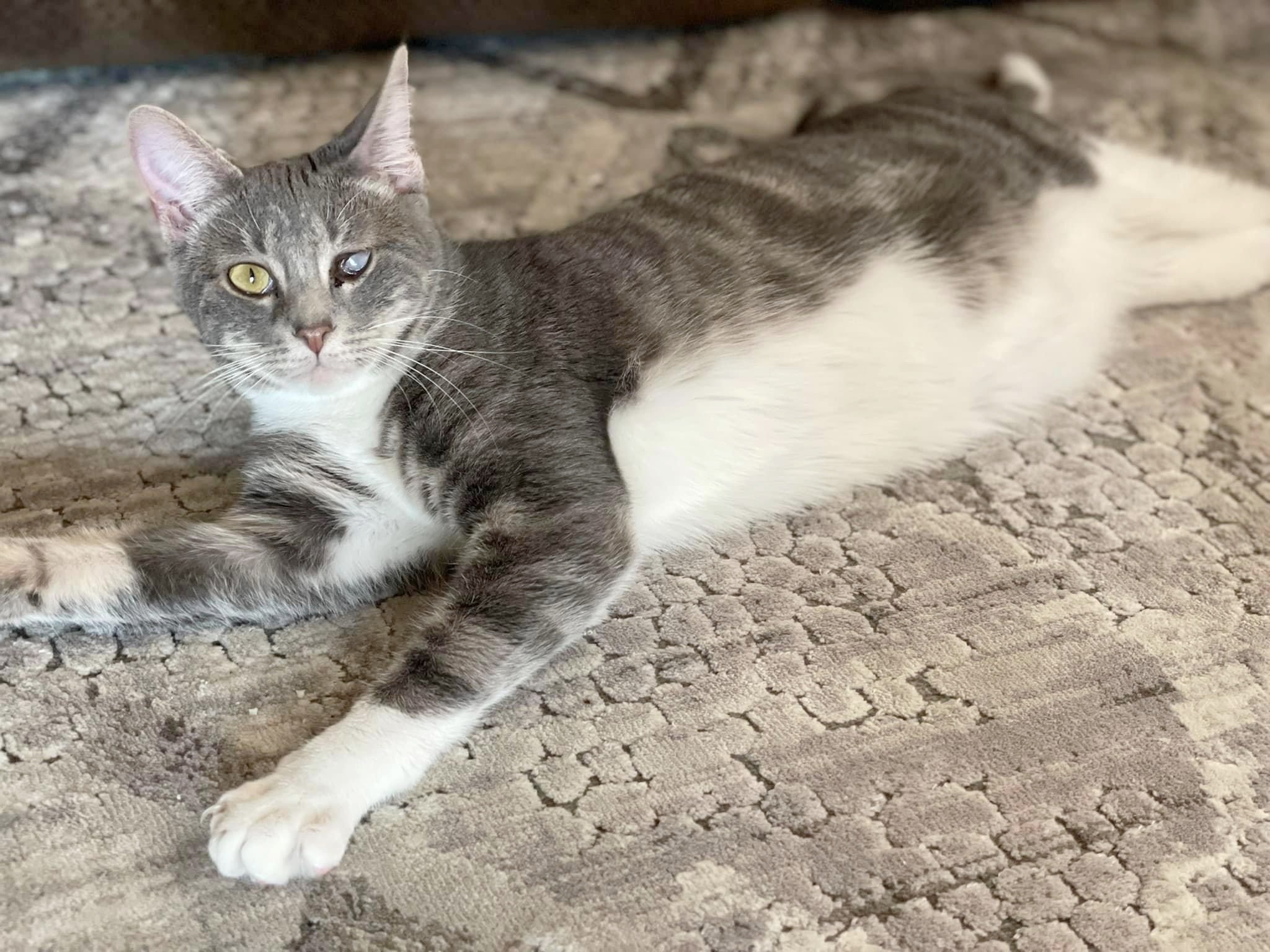 Adoptable Cats in Wichita, KS | Beauties and Beasts