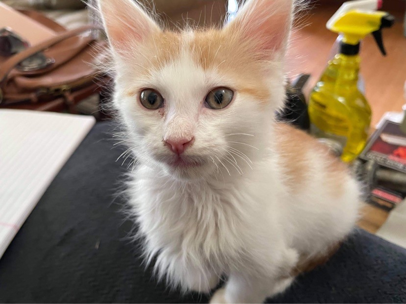 Adoptable Kittens in Wichita, KS | Beauties and Beasts