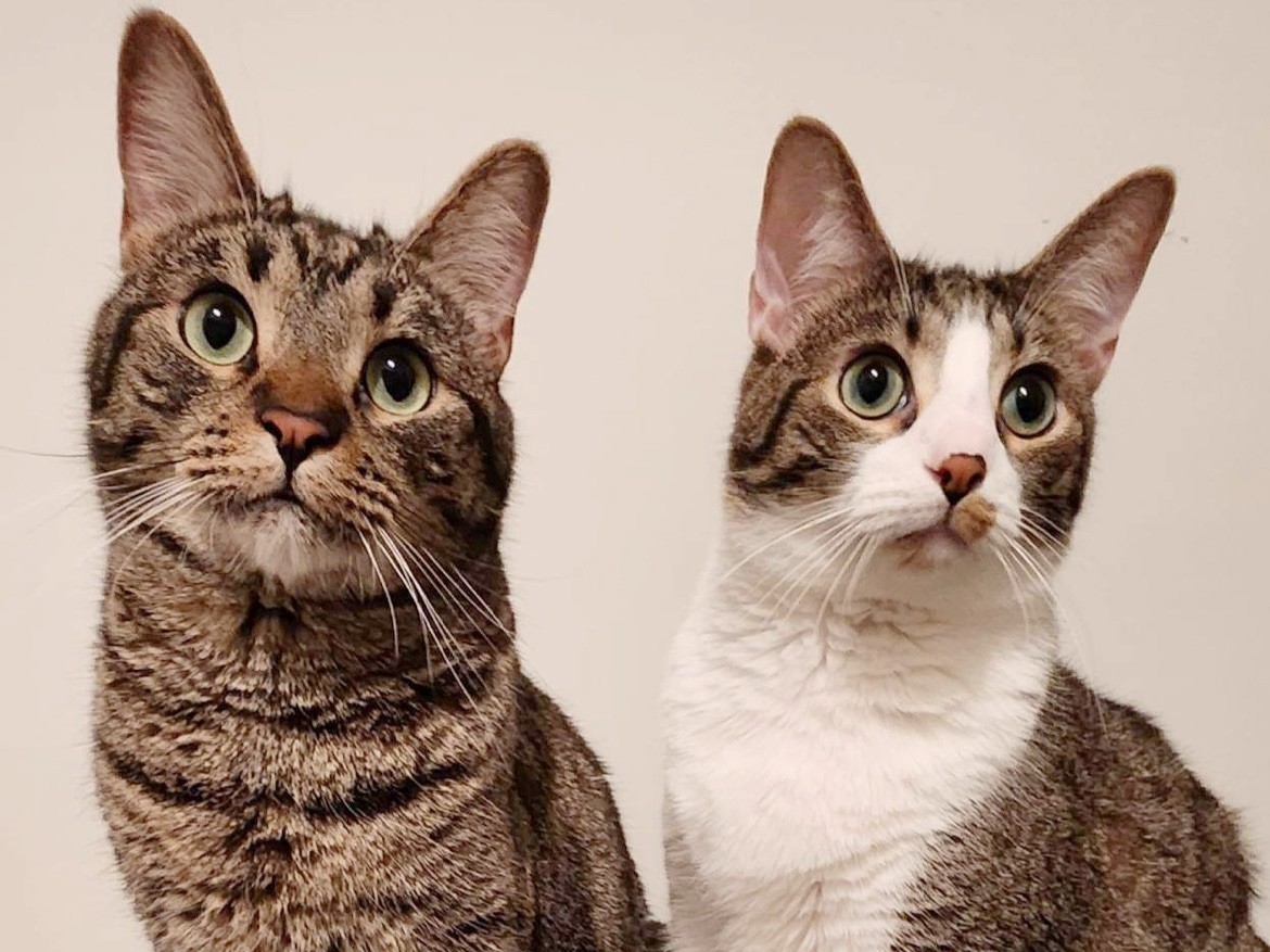 Adoptable Cats in Wichita, KS | Beauties and Beasts