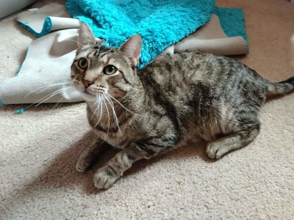 Adoptable Cats in Wichita, KS | Beauties and Beasts