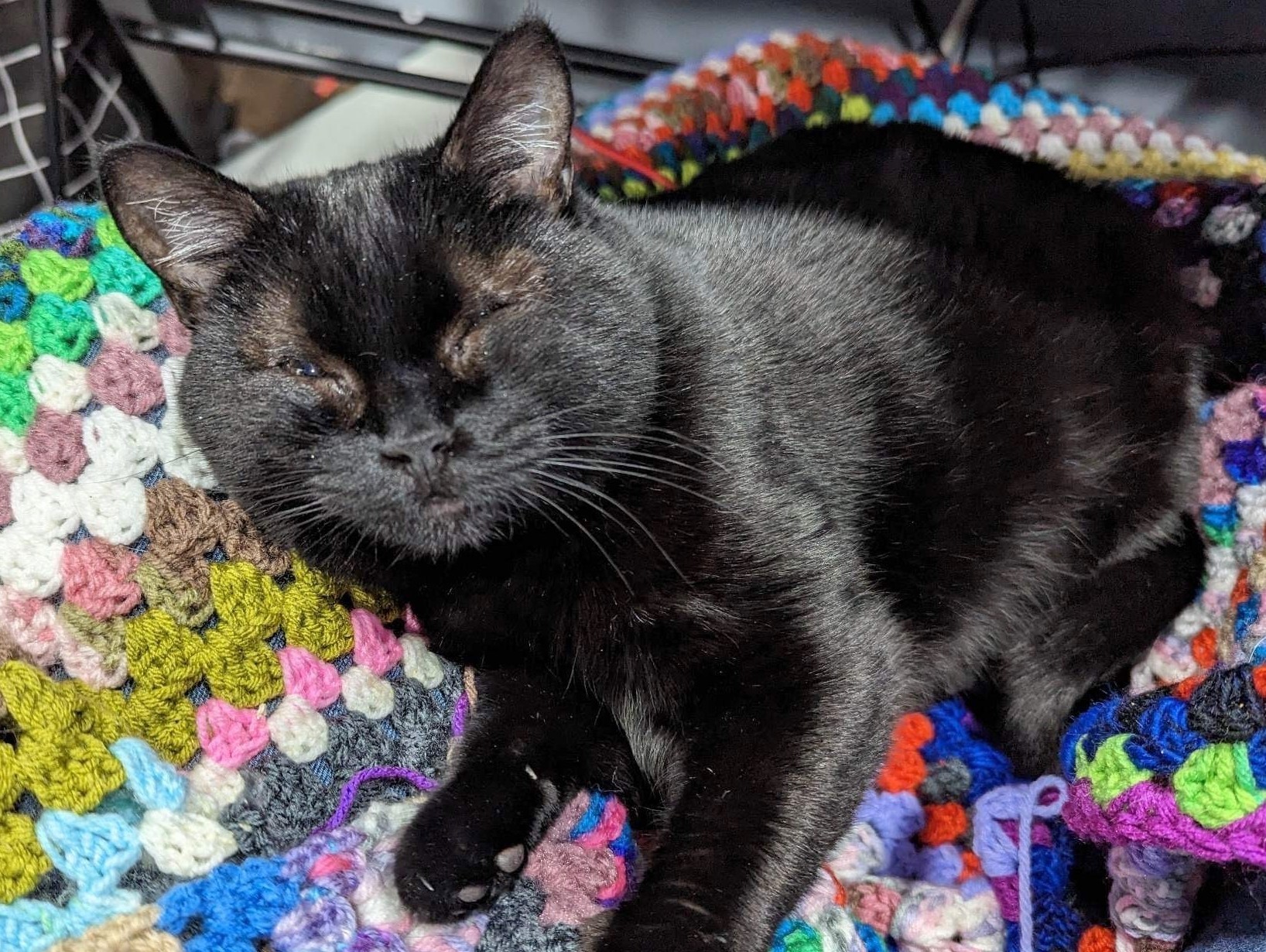 Adoptable Cats in Wichita, KS | Beauties and Beasts
