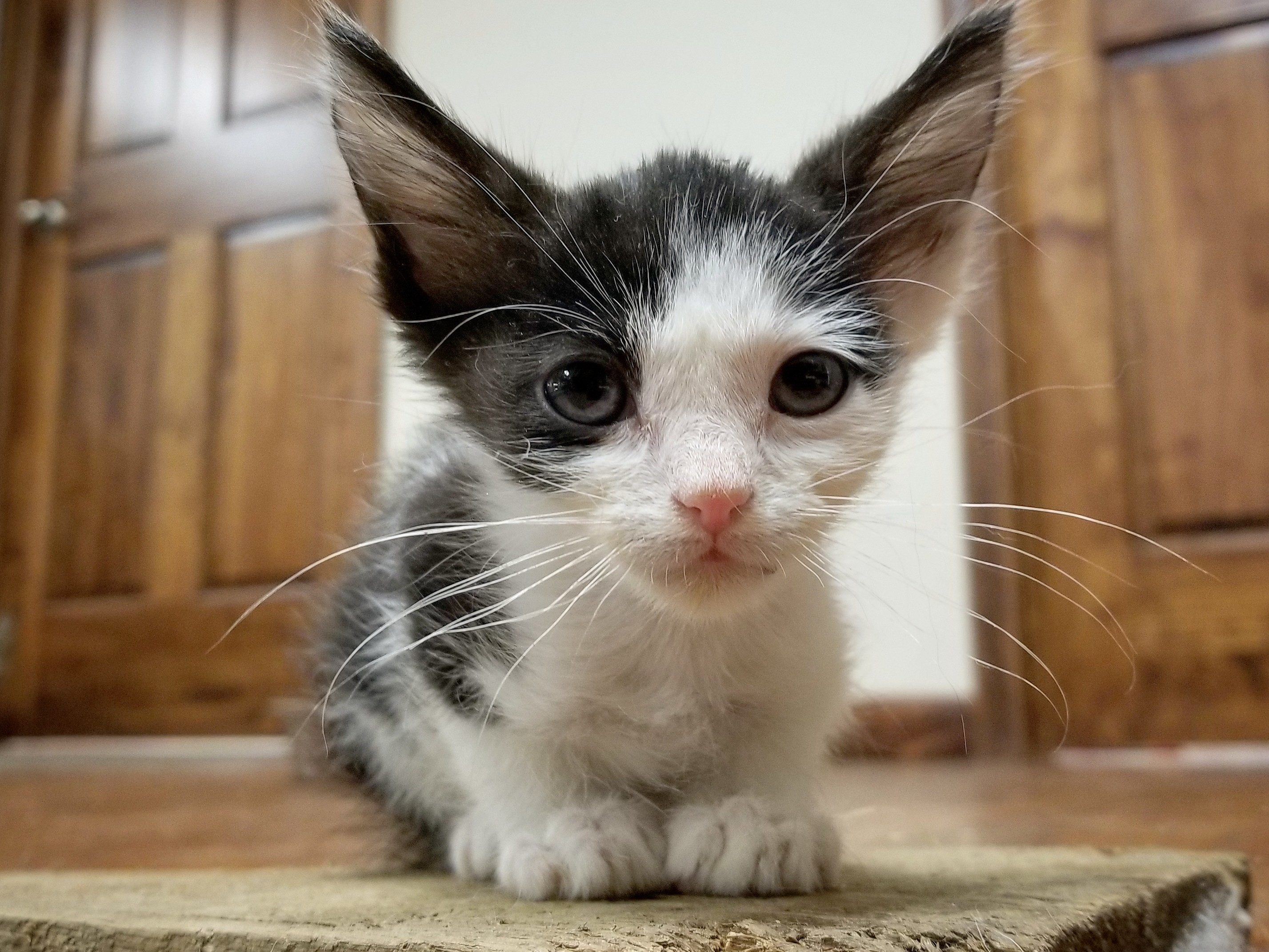Adoptable Cats in Wichita, KS | Beauties and Beasts