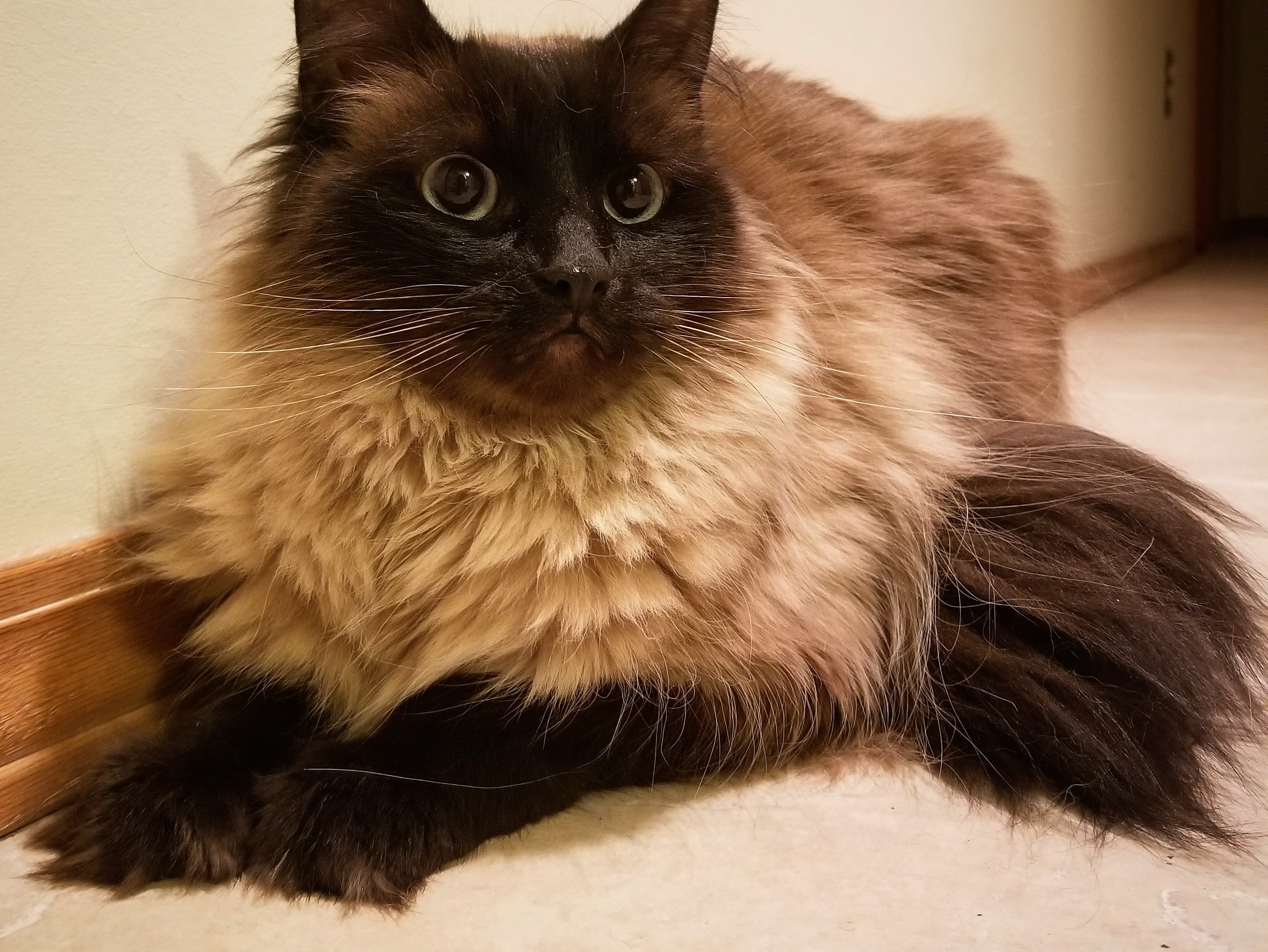 Adoptable Cats in Wichita, KS | Beauties and Beasts