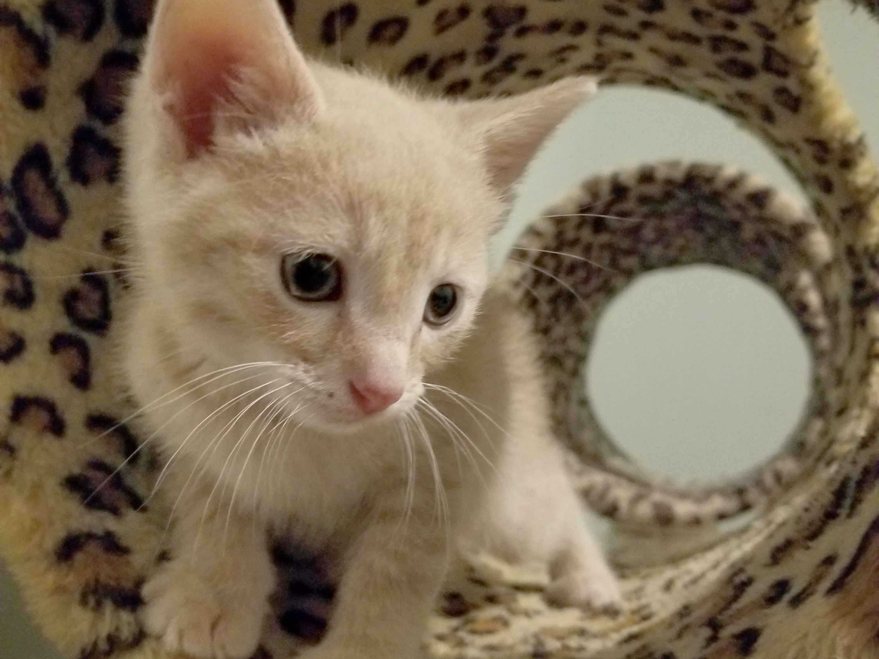 Adoptable Cats in Wichita, KS | Beauties and Beasts