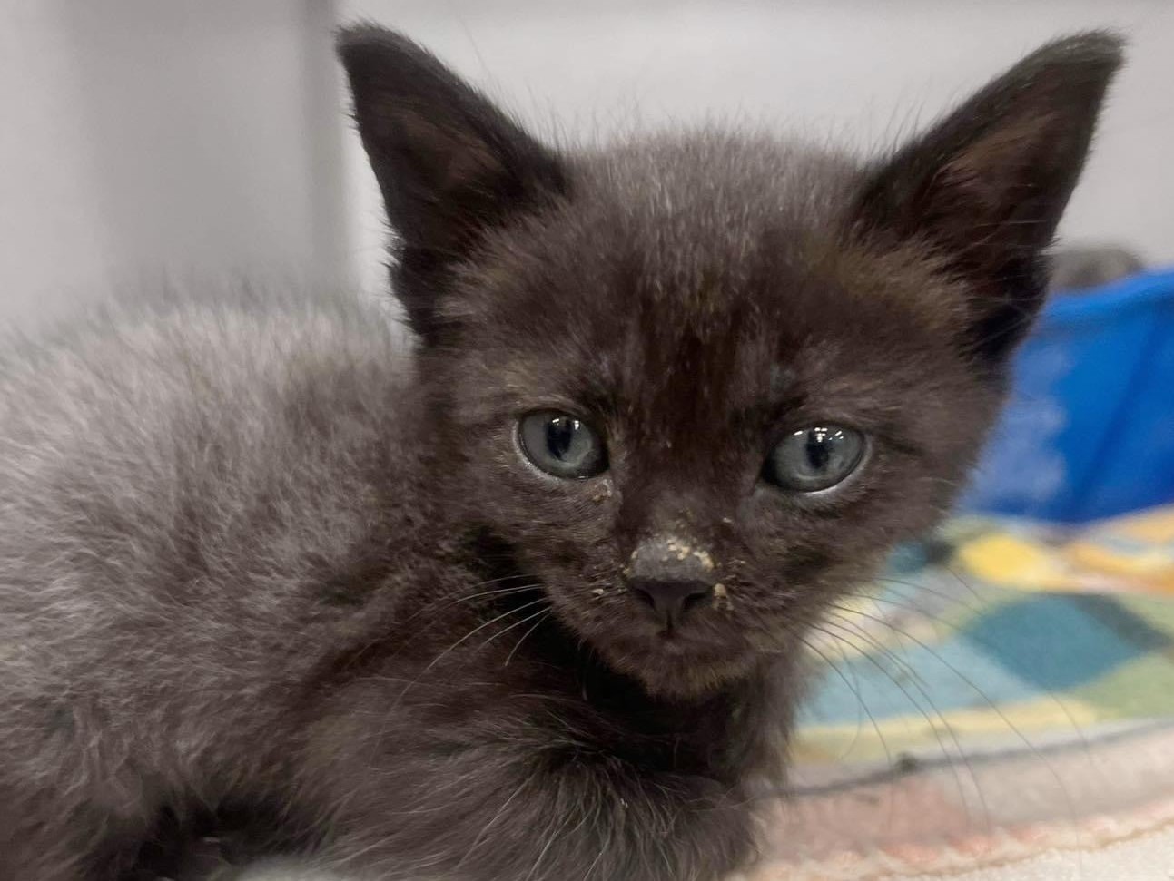 Adoptable Kittens in Wichita, KS | Beauties and Beasts
