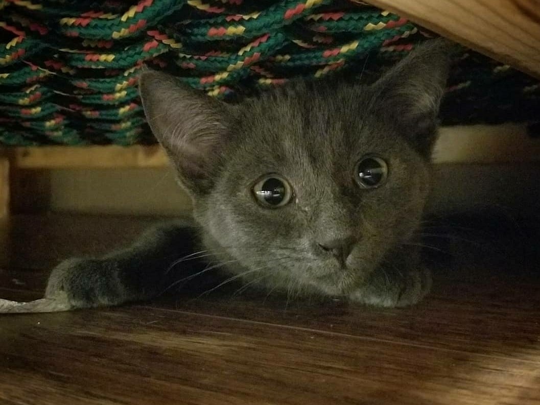 Adoptable Cats in Wichita, KS | Beauties and Beasts