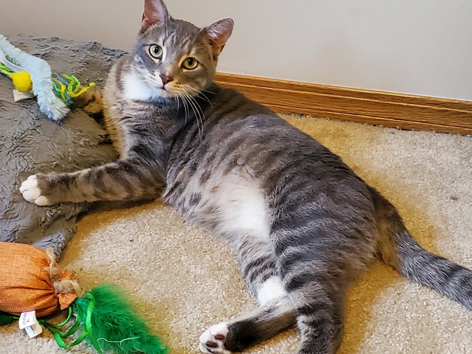 Adoptable Cats in Wichita, KS | Beauties and Beasts
