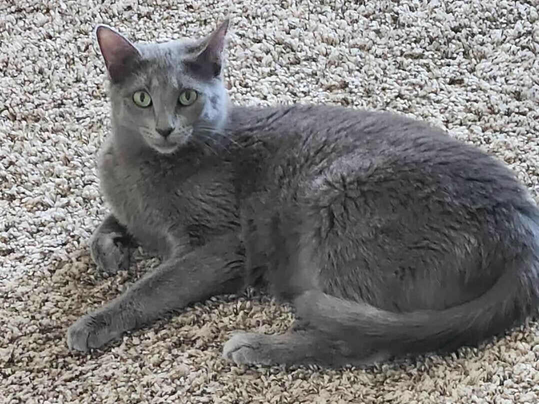 Adoptable Cats in Wichita, KS | Beauties and Beasts