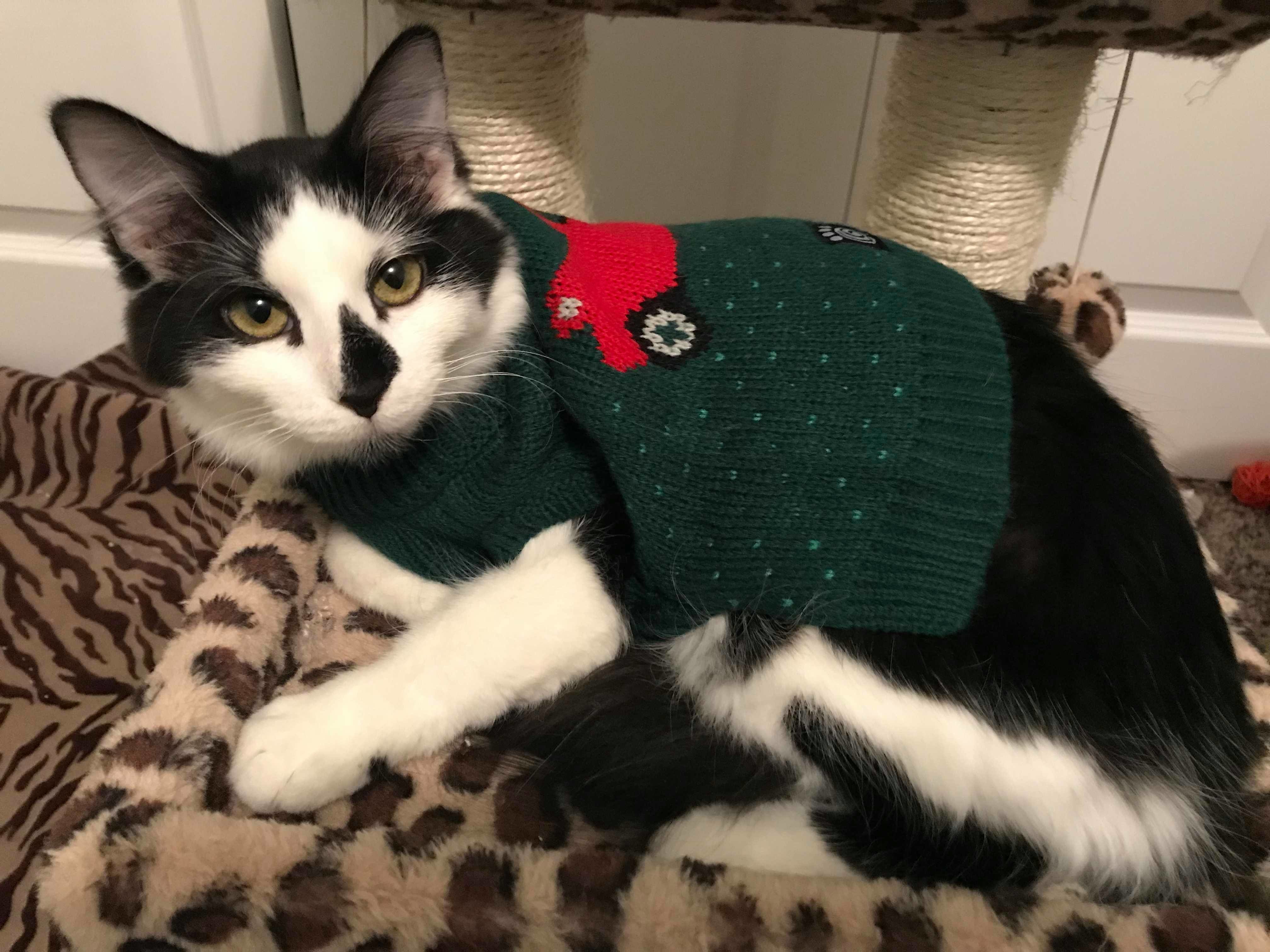 Adoptable Cats in Wichita, KS | Beauties and Beasts