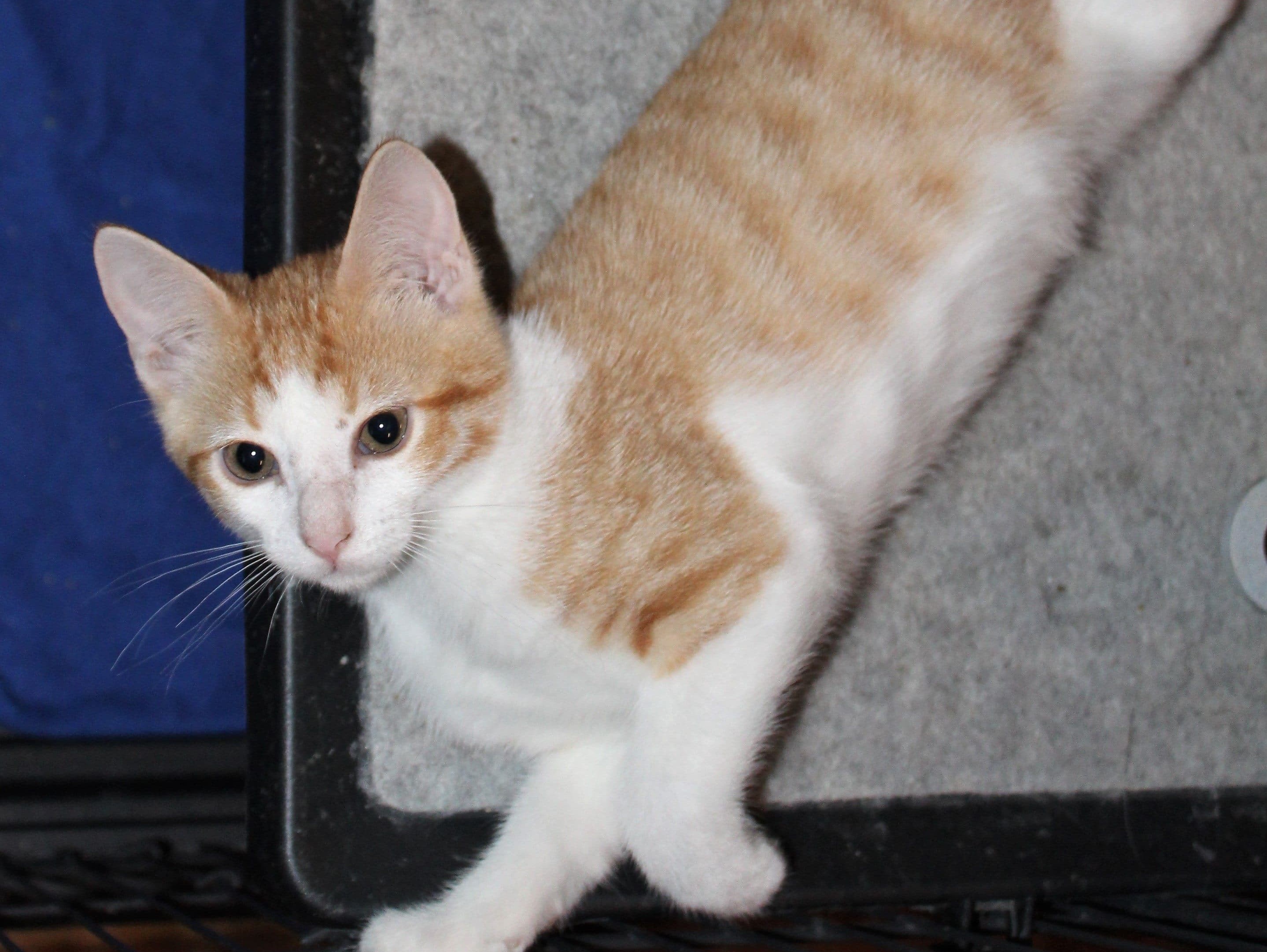 Adoptable Cats in Wichita, KS | Beauties and Beasts