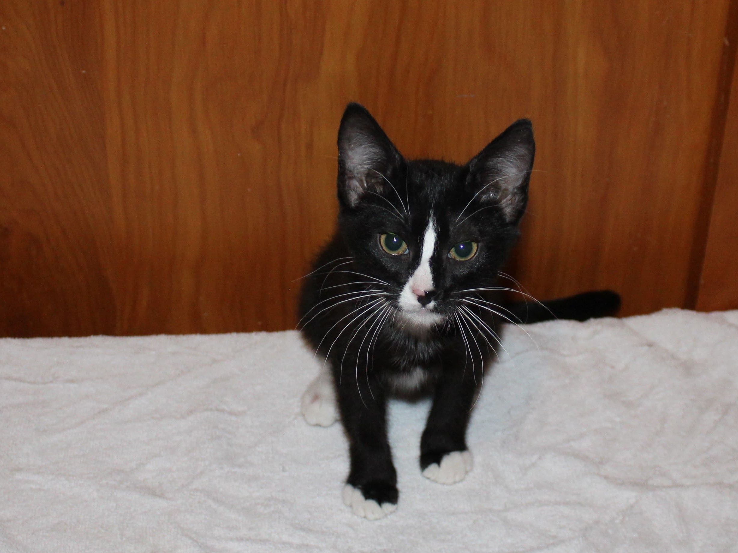 Adoptable Cats in Wichita, KS | Beauties and Beasts