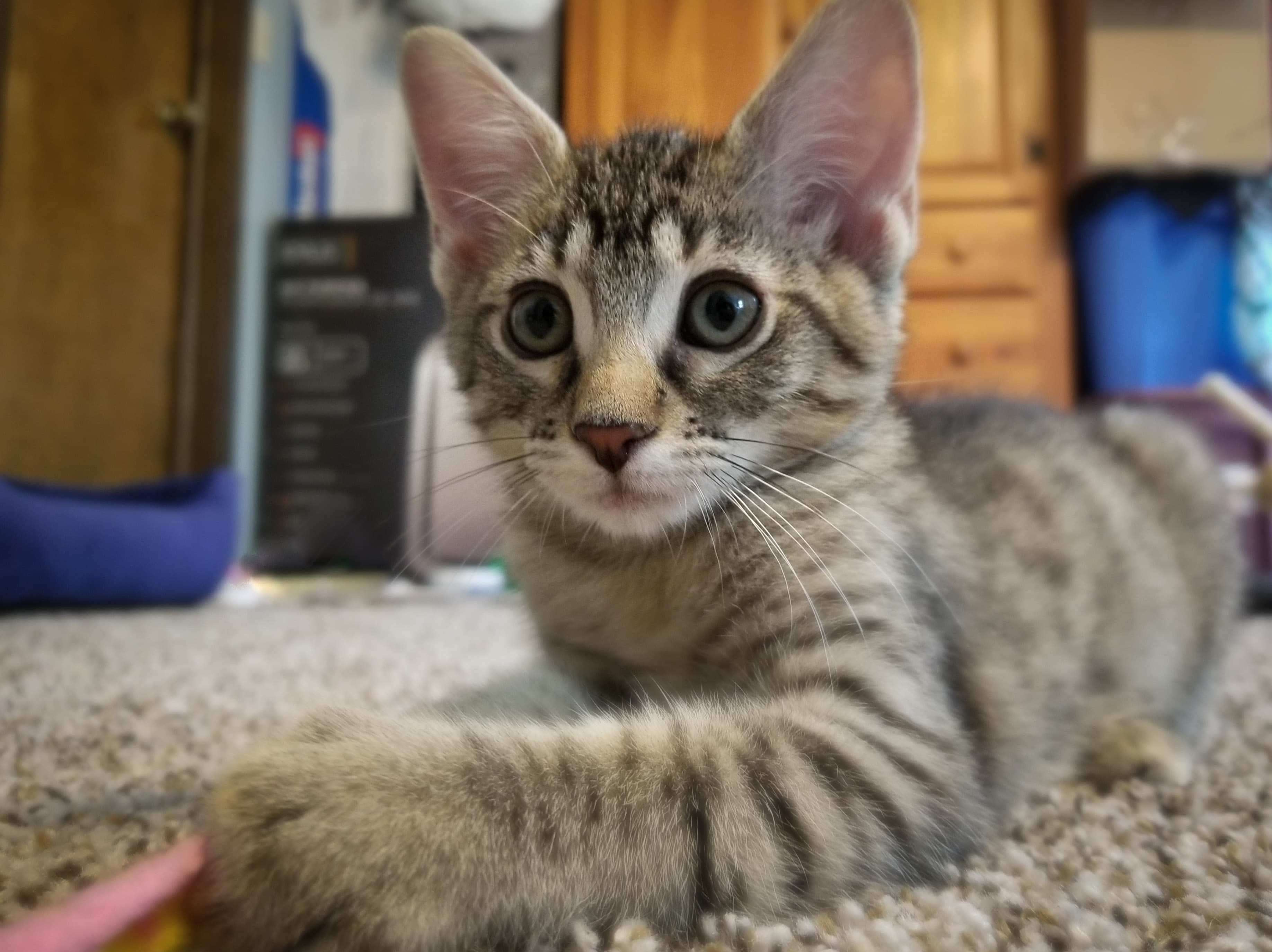 Adoptable Kittens in Wichita, KS | Beauties and Beasts