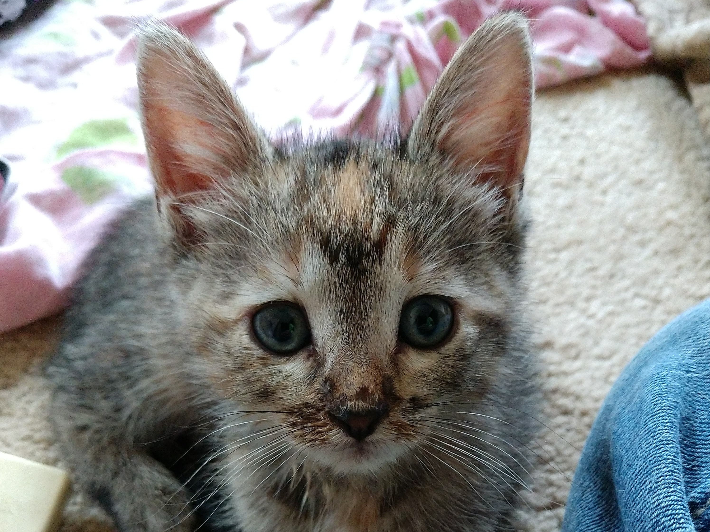 Adoptable Cats in Wichita, KS | Beauties and Beasts