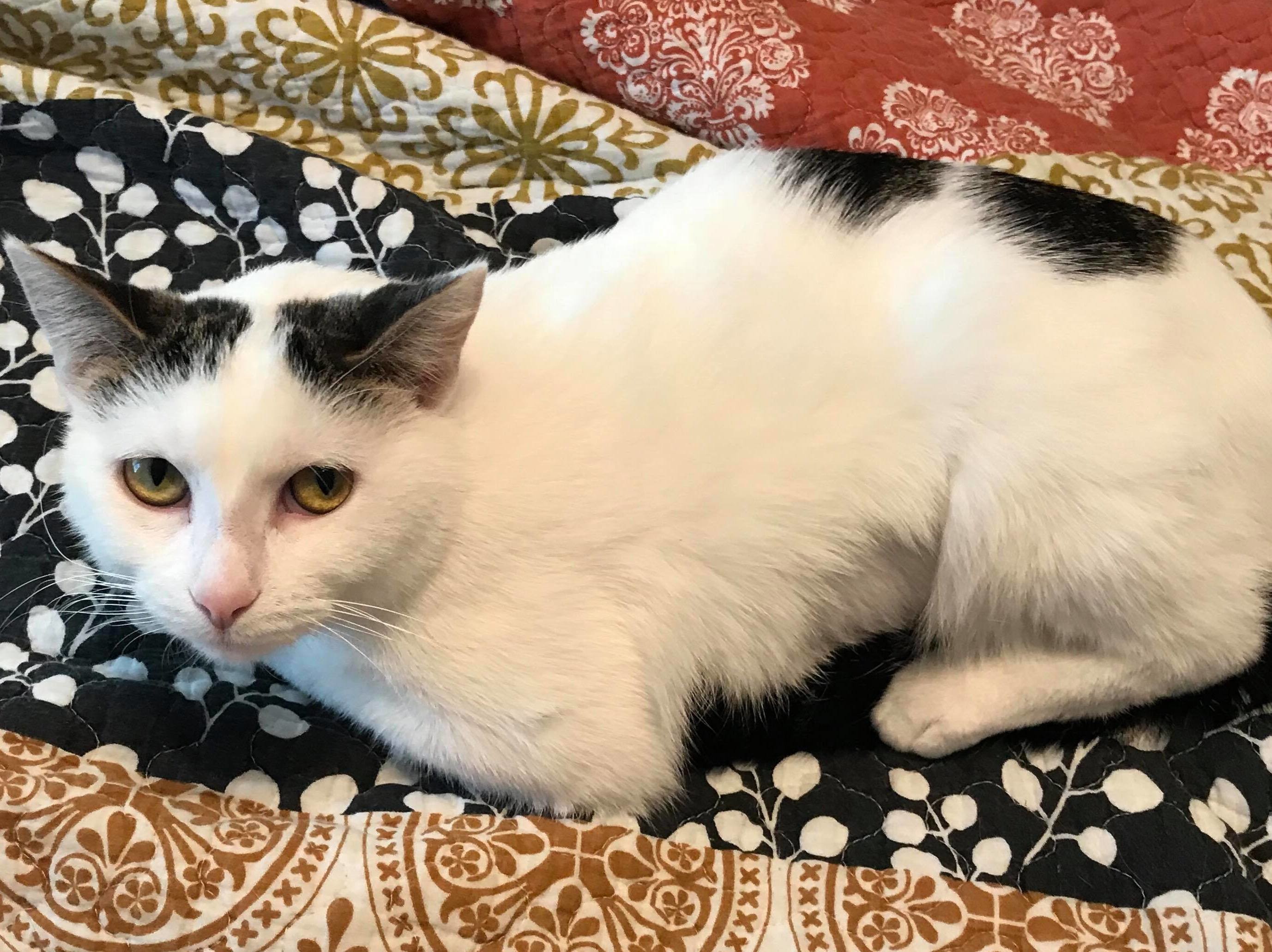 Adoptable Cats in Wichita, KS | Beauties and Beasts