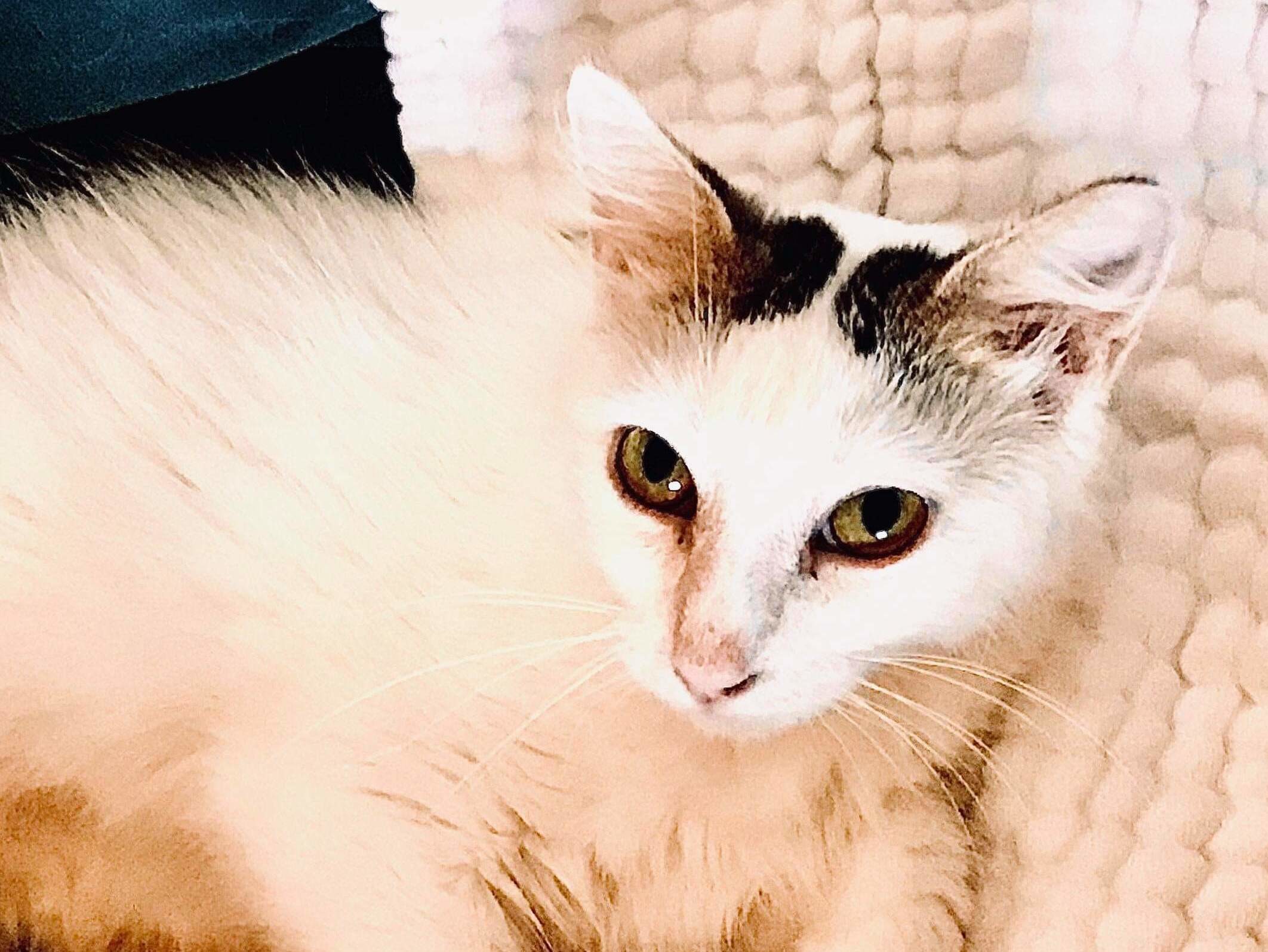 Adoptable Cats in Wichita, KS | Beauties and Beasts