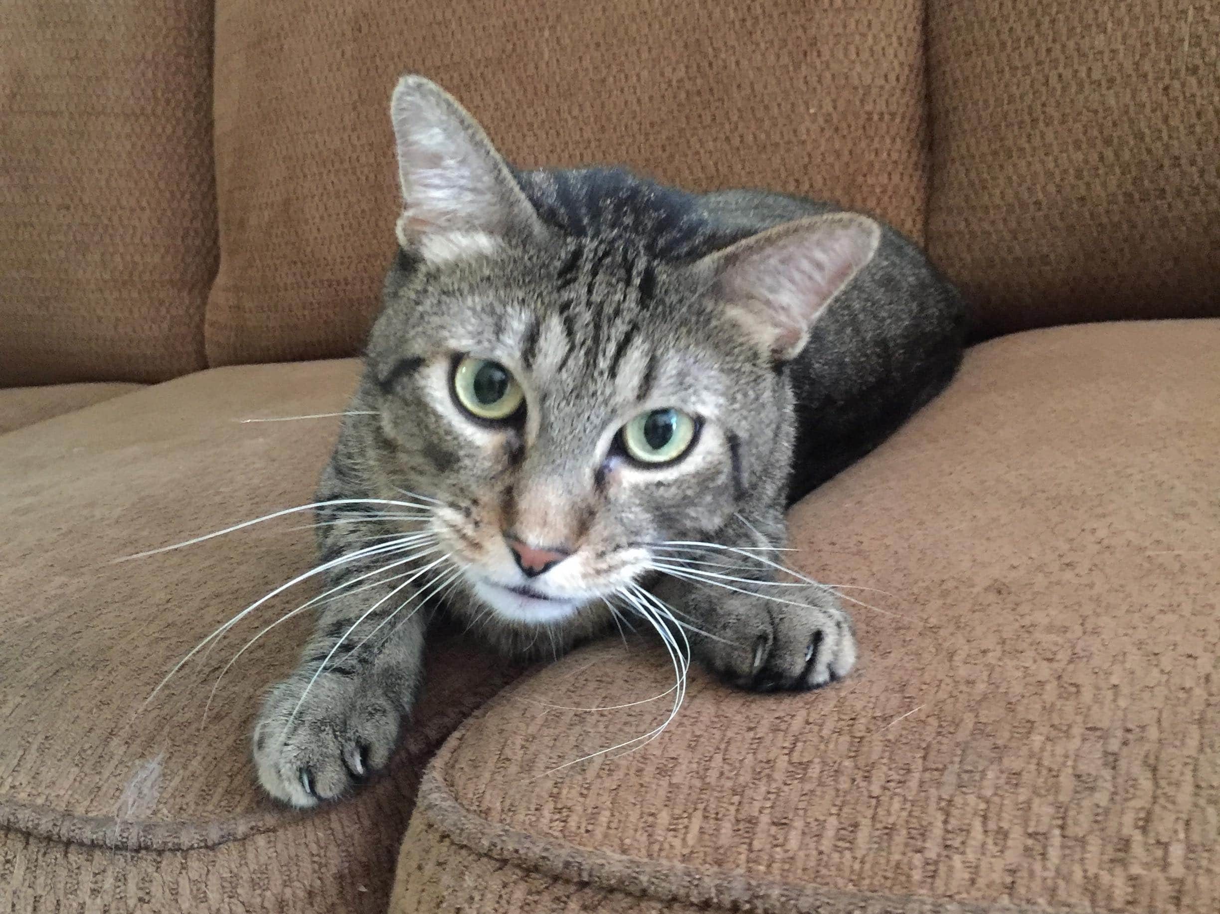 Adoptable Cats in Wichita, KS | Beauties and Beasts
