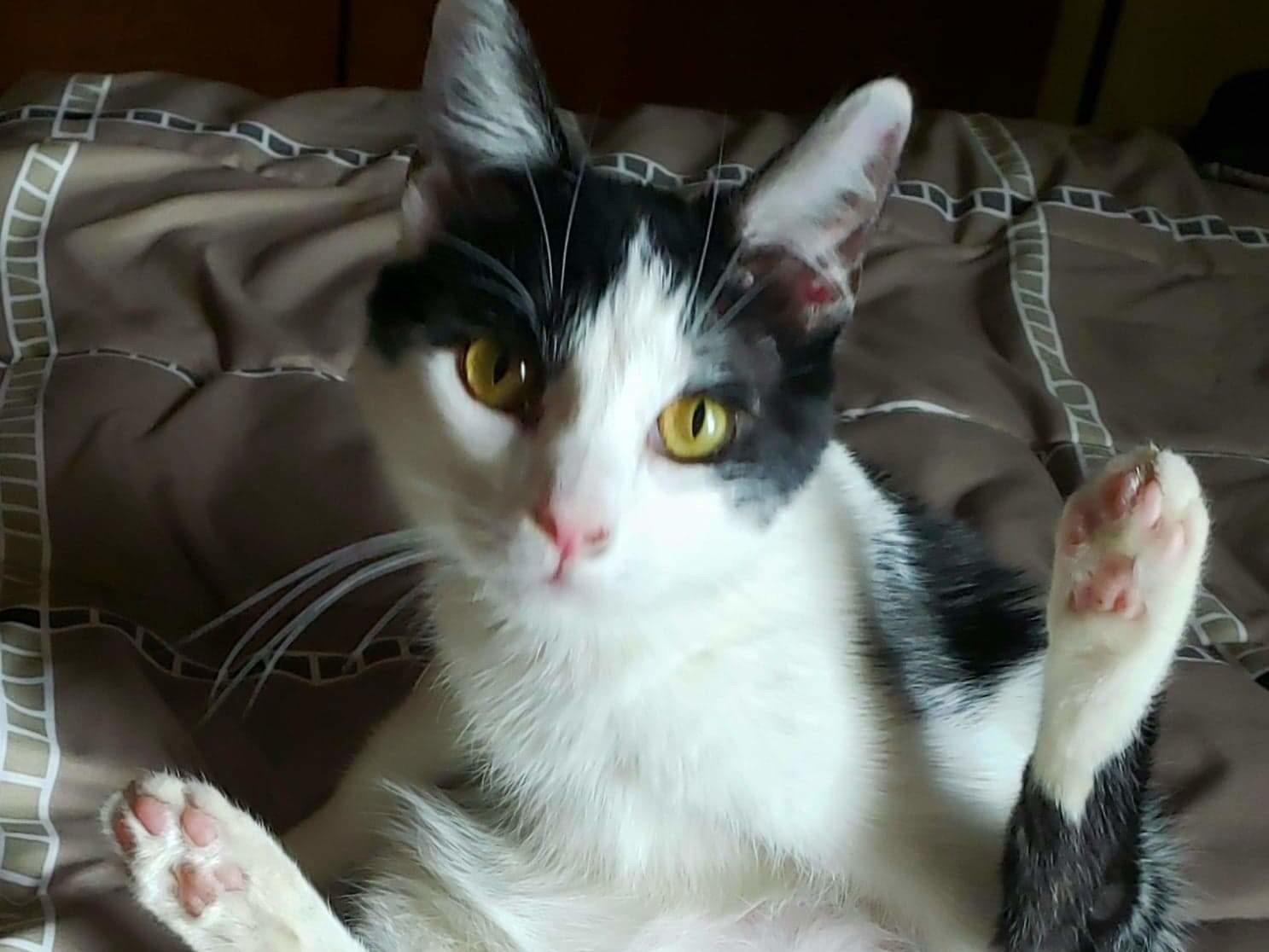 Adoptable Cats in Wichita, KS | Beauties and Beasts