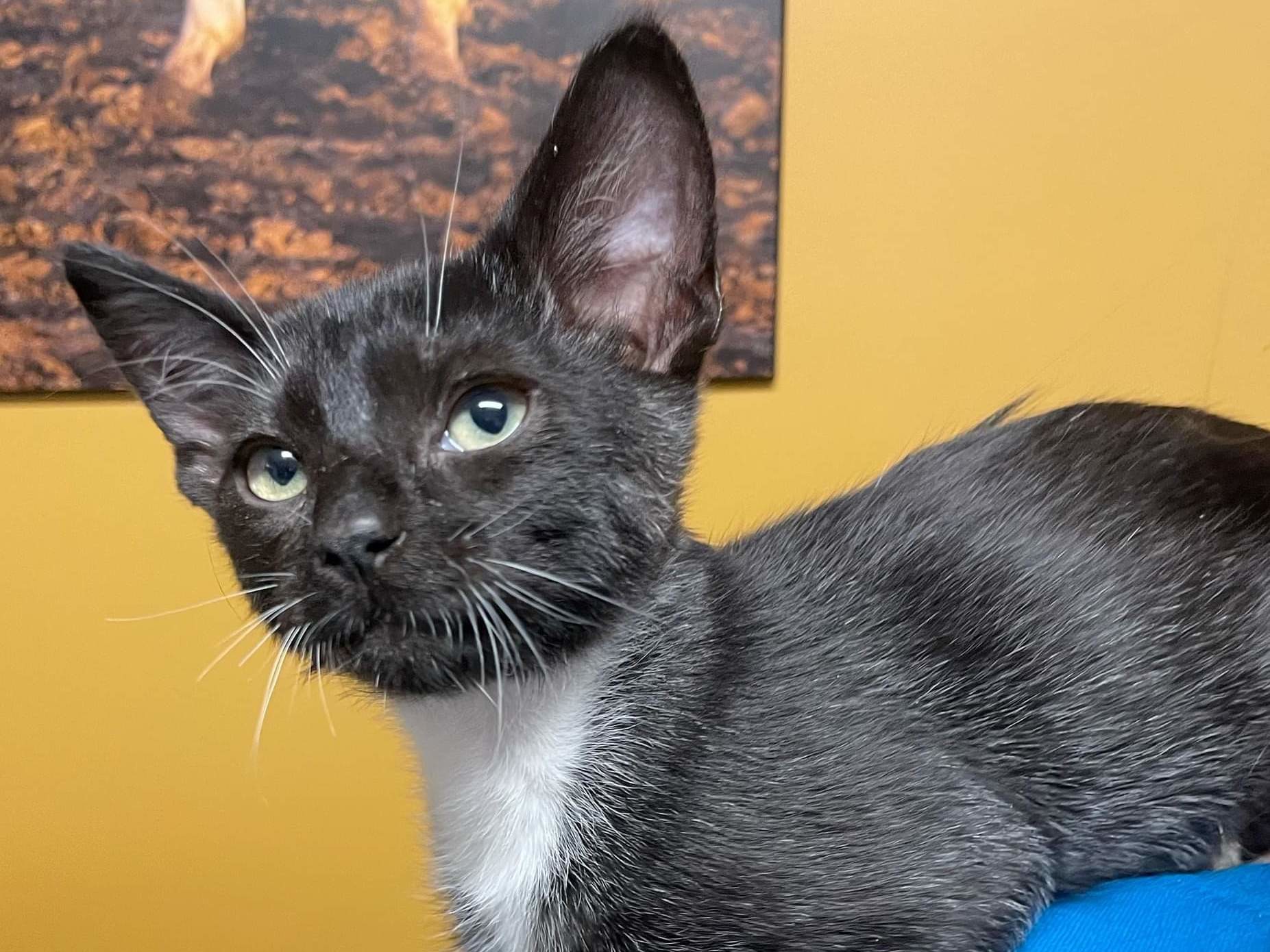 Adoptable Kittens in Wichita, KS | Beauties and Beasts