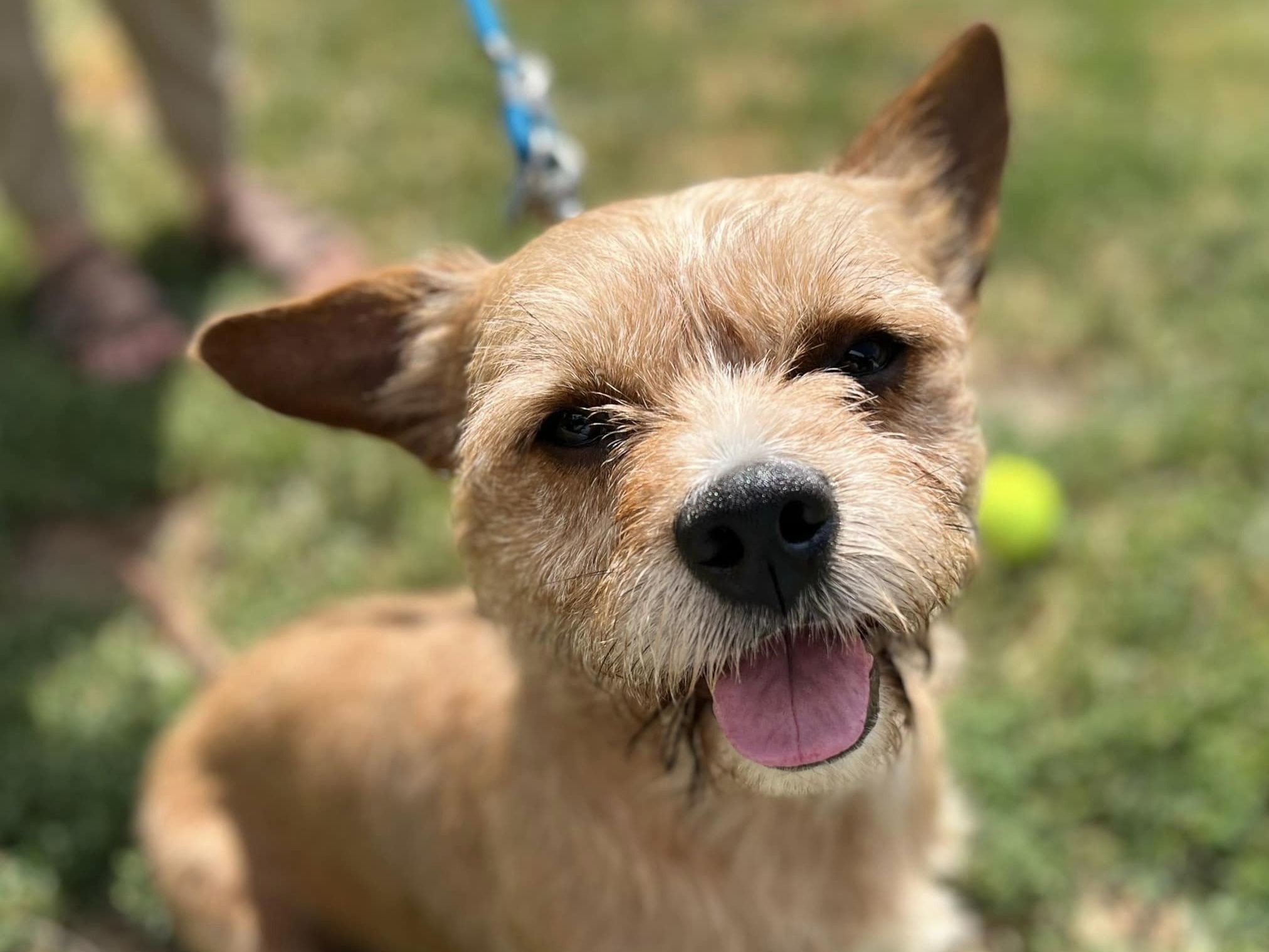 Adoptable Dogs in Wichita, KS | Beauties and Beasts