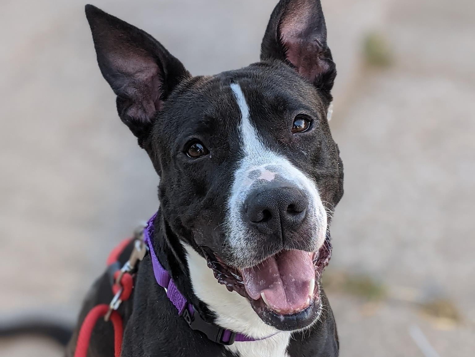 Adoptable Dogs in Wichita, KS | Beauties and Beasts