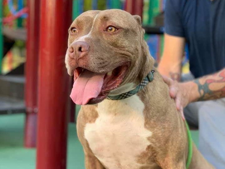 Adoptable Dogs in Wichita, KS | Beauties and Beasts