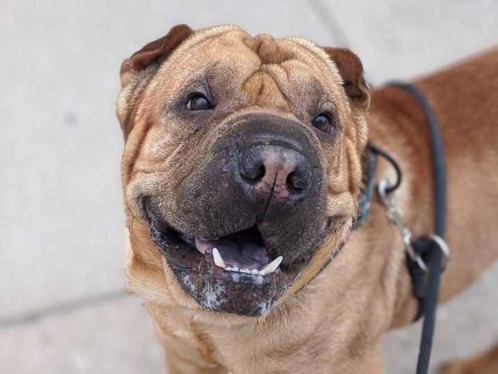 Adoptable Dogs in Wichita, KS | Beauties and Beasts