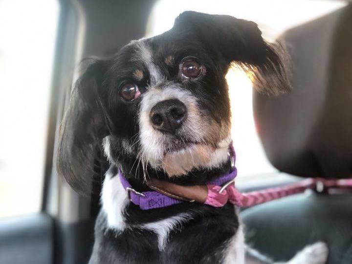 Adoptable Dogs in Wichita, KS | Beauties and Beasts