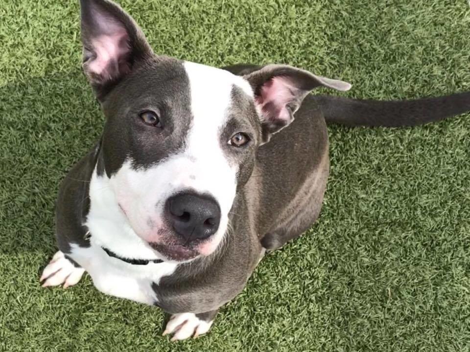 Adoptable Dogs in Wichita, KS | Beauties and Beasts