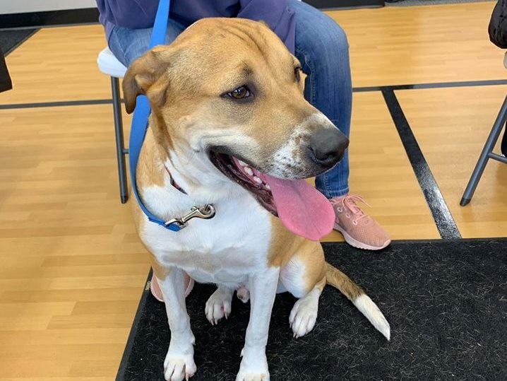 Adoptable Dogs in Wichita, KS | Beauties and Beasts