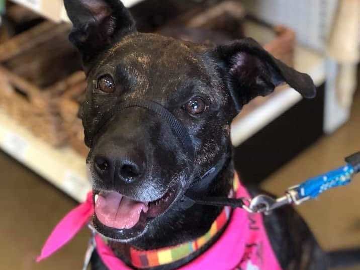 Adoptable Dogs in Wichita, KS | Beauties and Beasts
