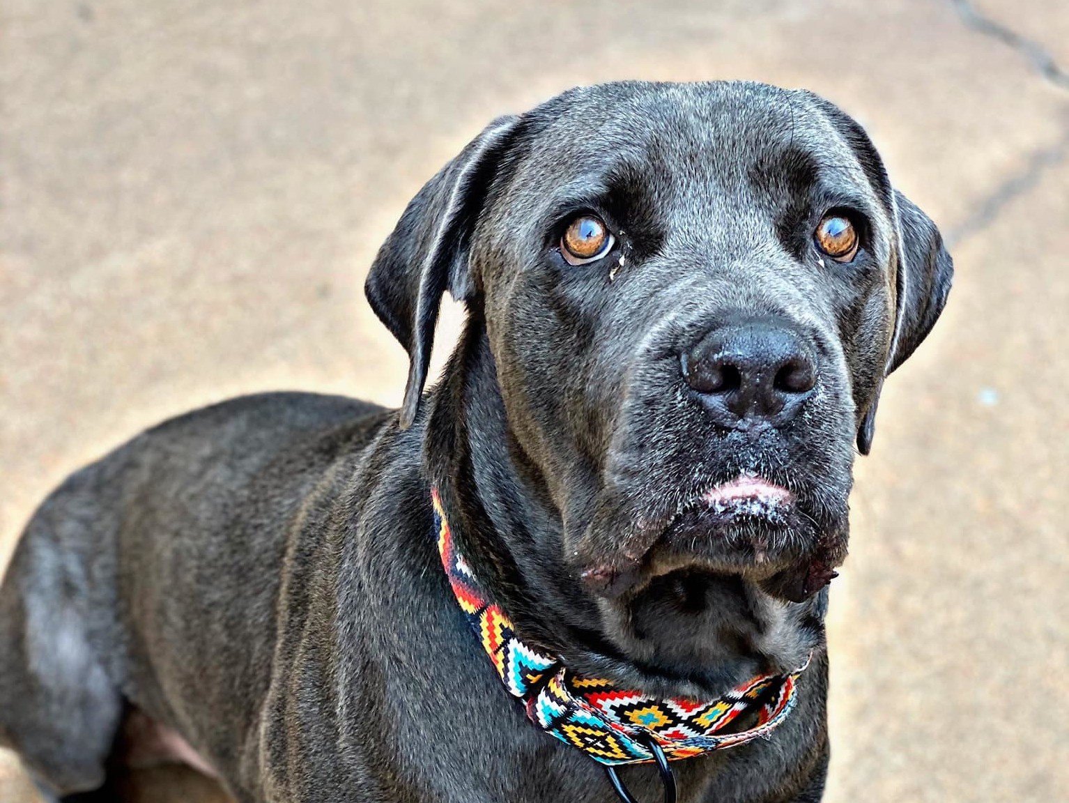Adoptable Dogs in Wichita, KS | Beauties and Beasts