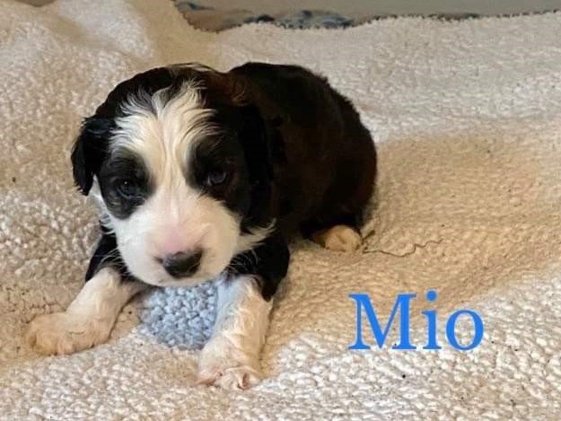 Adoptable Puppies in Wichita, KS | Beauties and Beasts