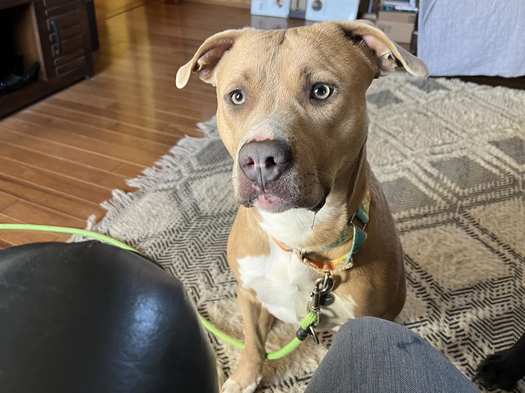 Adoptable Dogs in Wichita, KS | Beauties and Beasts