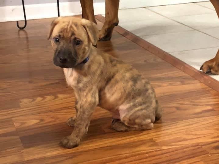 Adoptable Puppies in Wichita, KS | Beauties and Beasts