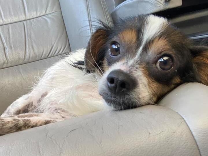 Adoptable Dogs in Wichita, KS | Beauties and Beasts