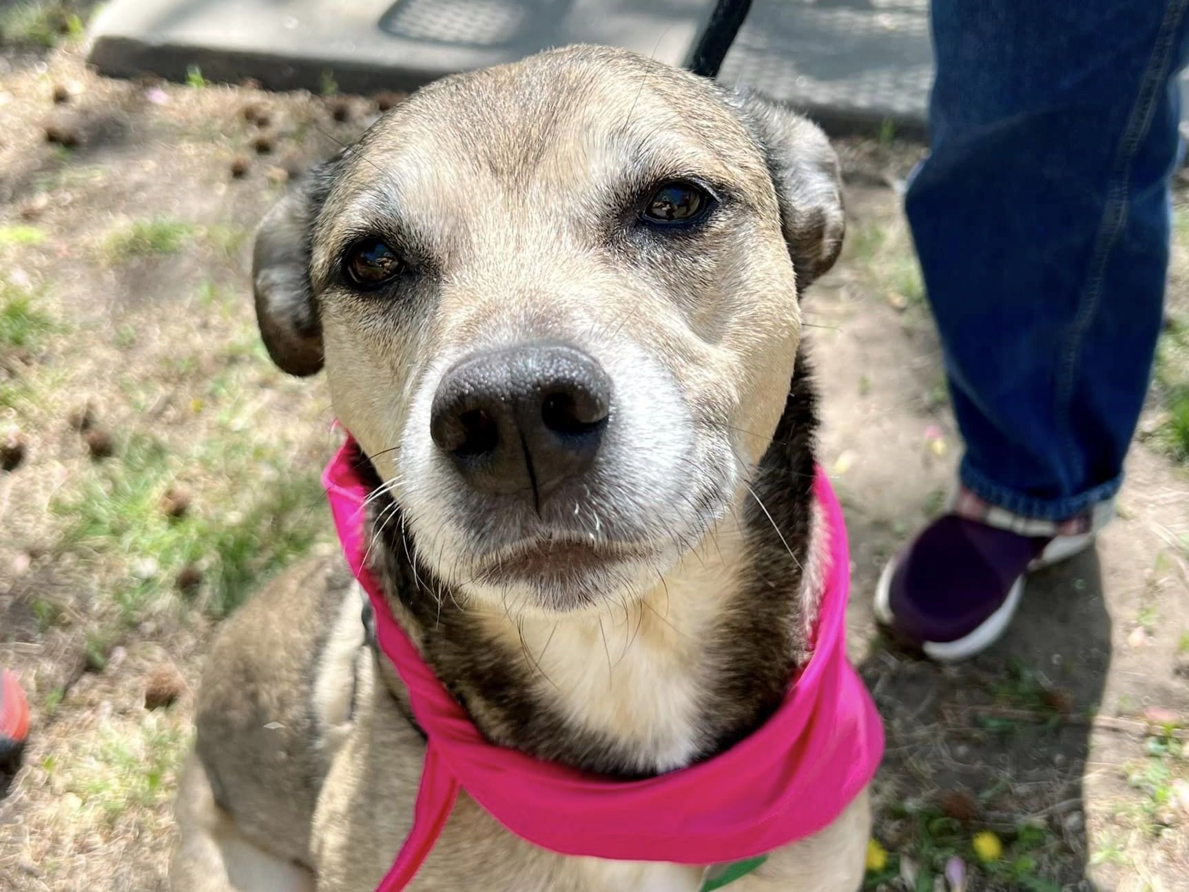 Adoptable Dogs in Wichita, KS | Beauties and Beasts