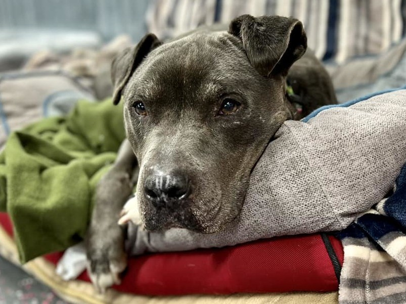 Adoptable Dogs in Wichita, KS | Beauties and Beasts