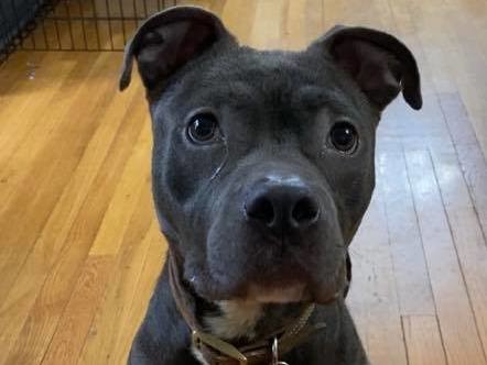 Adoptable Dogs in Wichita, KS | Beauties and Beasts